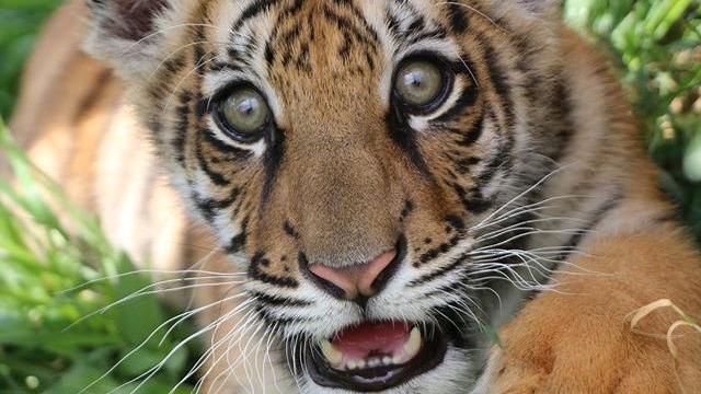 Loire : le bébé tigre des dealers a maintenant un prénom - Radio Scoop ...