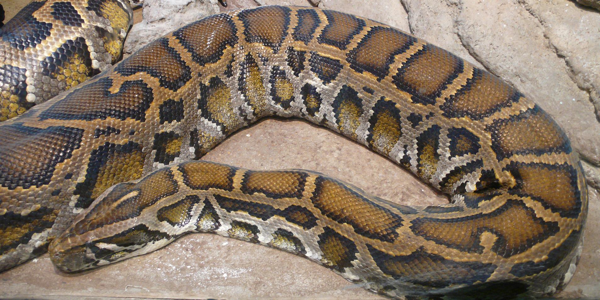 Auvergne-Rhône-Alpes : le python royal a été retrouvé - Radio SCOOP