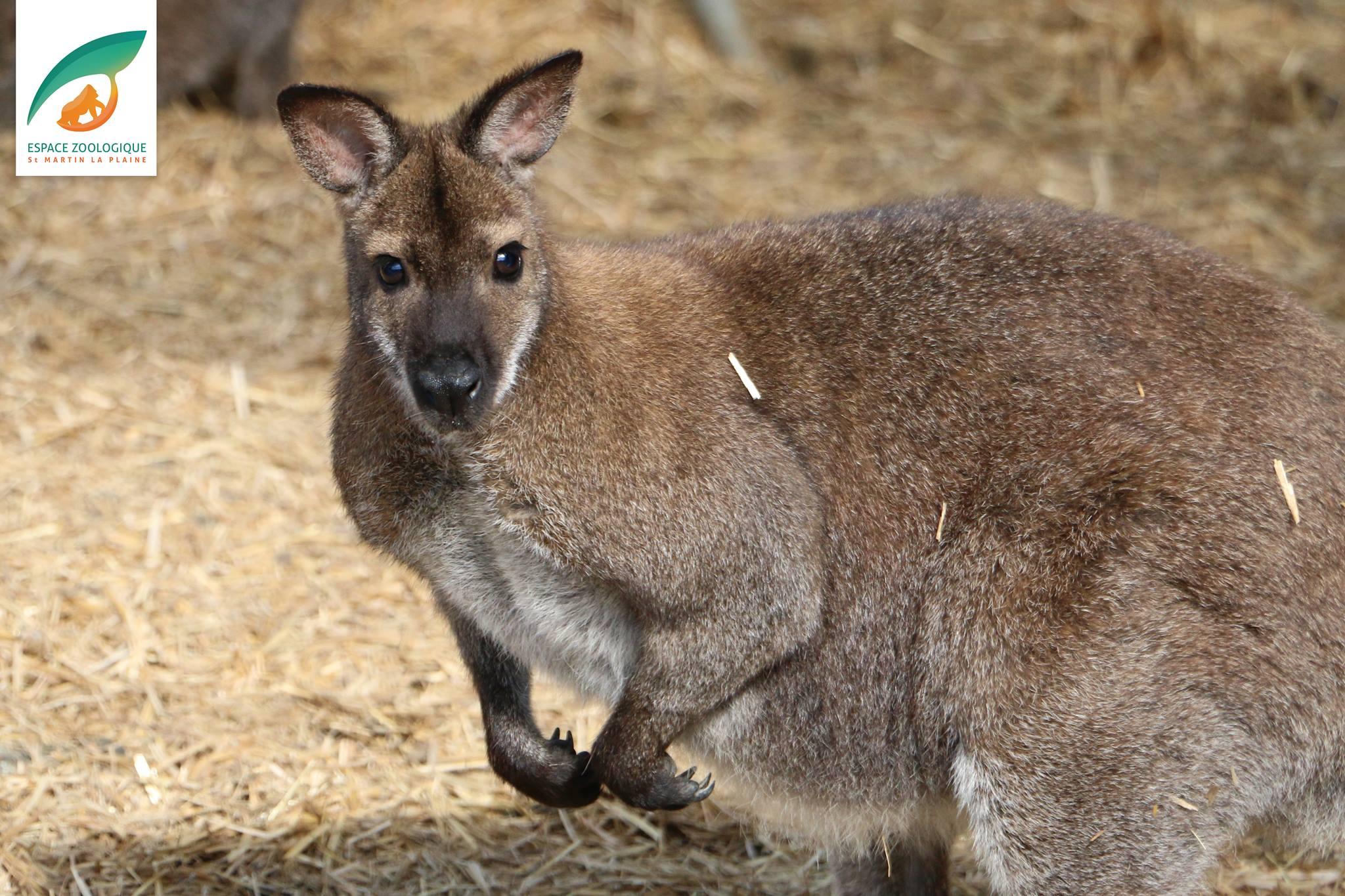 [MAJ] Bonne nouvelle à Mornant : Jumpy le wallaby a été retrouvé ...