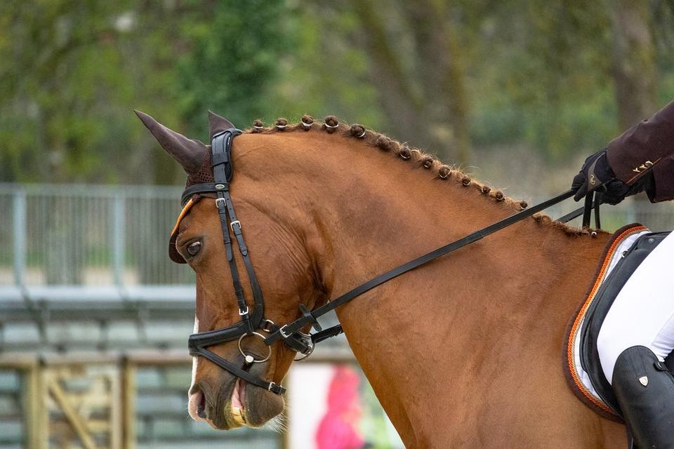 Vichy : le Jumping international 2026 annulé cet été - Radio SCOOP