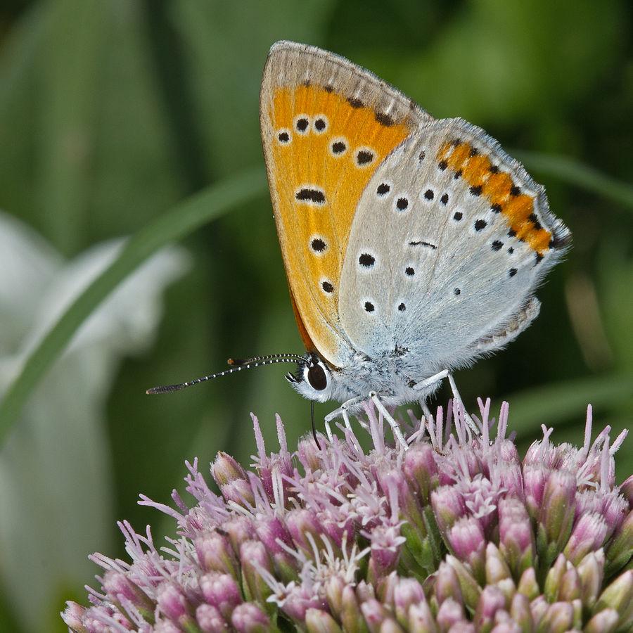 Haute-Loire : Un papillon rare découvert sur le tracé de la déviation ...