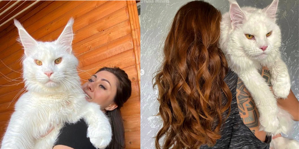 [PHOTOS] Ce chat géant fait le buzz sur les réseaux sociaux - Radio SCOOP