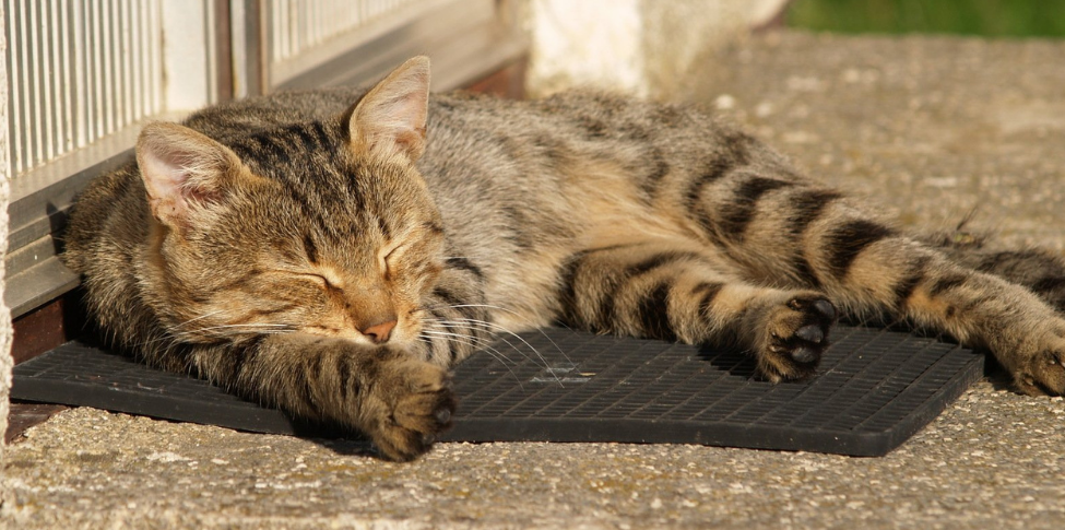 Rhône : 10 ans après avoir perdu son chat, elle le retrouve sur les ...