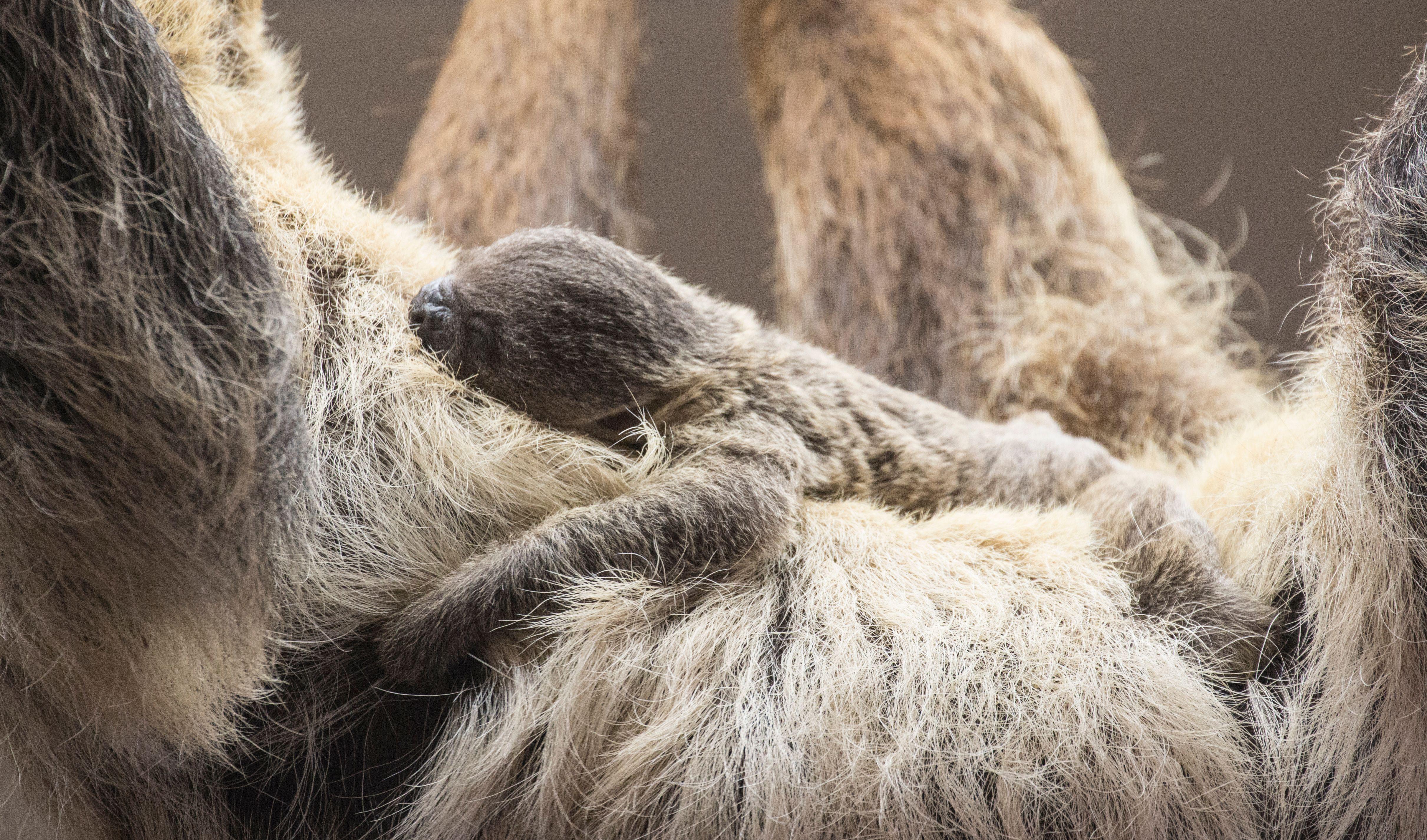 [Photos] Parc animalier d'Auvergne : naissance d'un bébé paresseux, une ...