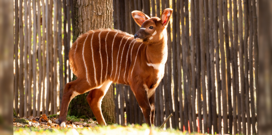 Safari de Peaugres : naissance exceptionnelle d'un bébé Bongo, menacé d ...