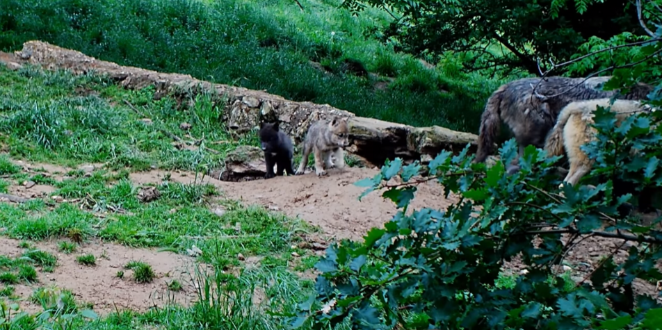 [Vidéo] Auvergne-Rhône-Alpes : les belles images de bébés loups dans un ...