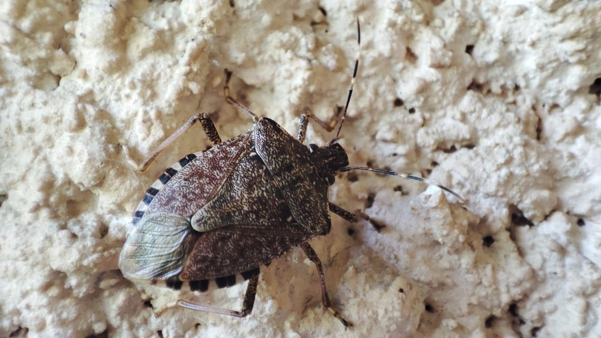 Punaises diaboliques : tout savoir sur la raison de leur invasion et s ...