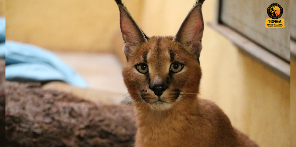 Un nouveau caracal sauvé à Saint-Martin-la-Plaine - Radio SCOOP