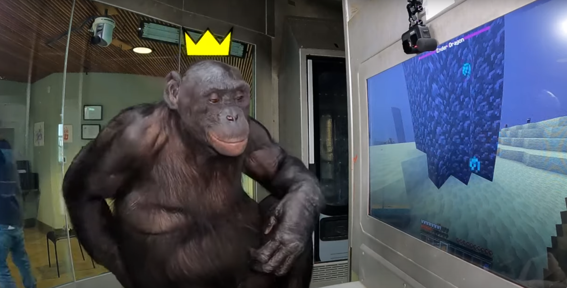 Un singe bonobo bat le boss final de Minecraft ! - Impact FM