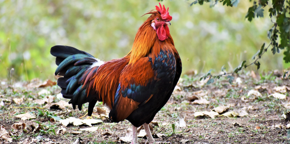 Auvergne-Rhône-Alpes : accusé de chanter trop fort, le coq Ricco est ...
