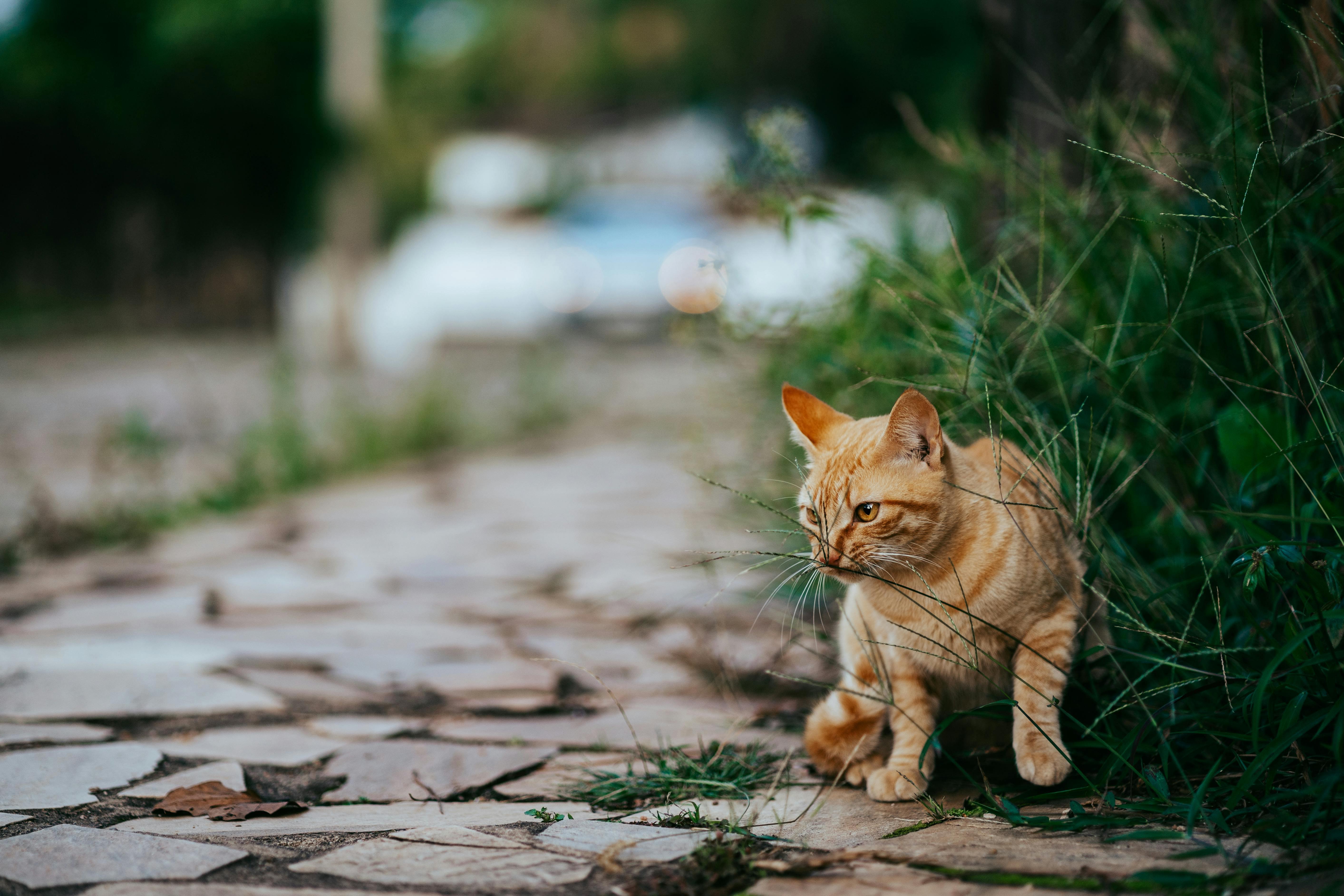 Saint-Étienne : un chat urine sur le cartable d'un élève, trois ...