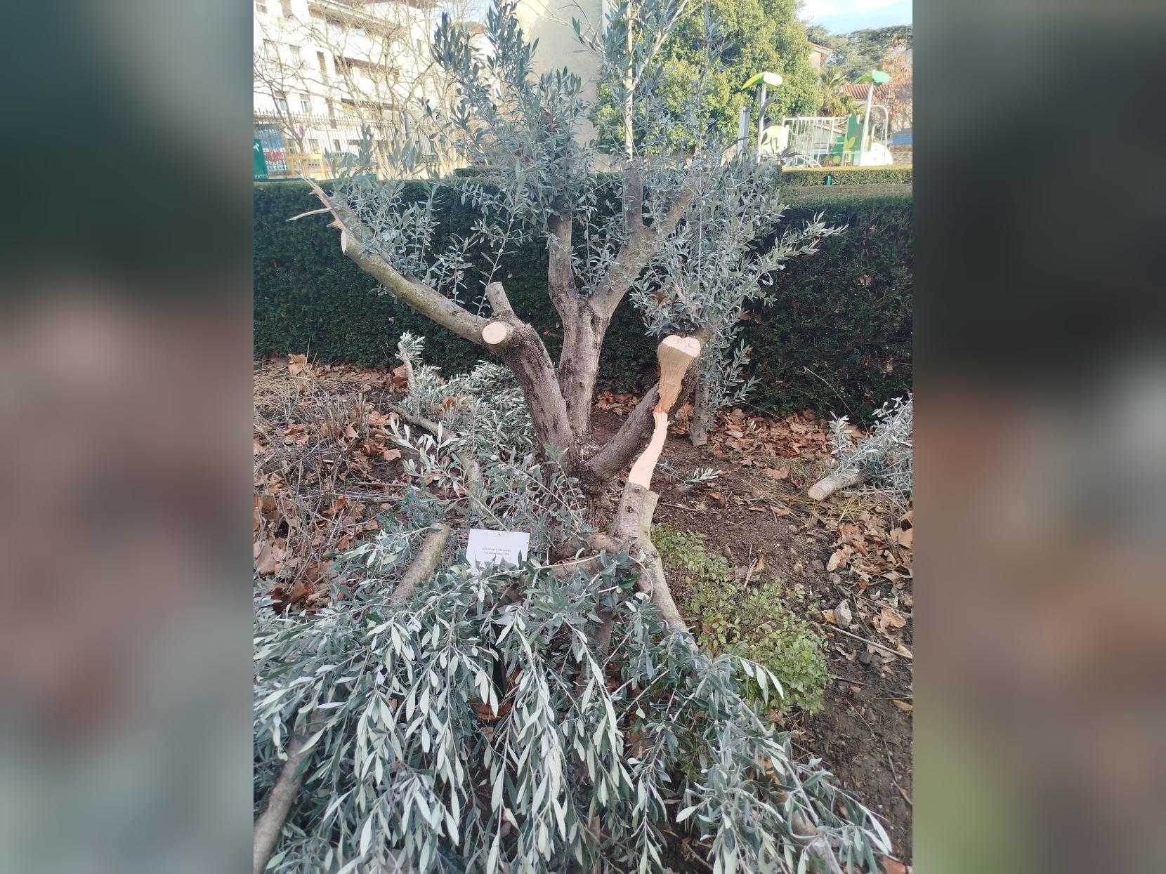 Près de Lyon : un arbre hommage à Ilan Halimi scié, une enquête ouverte ...